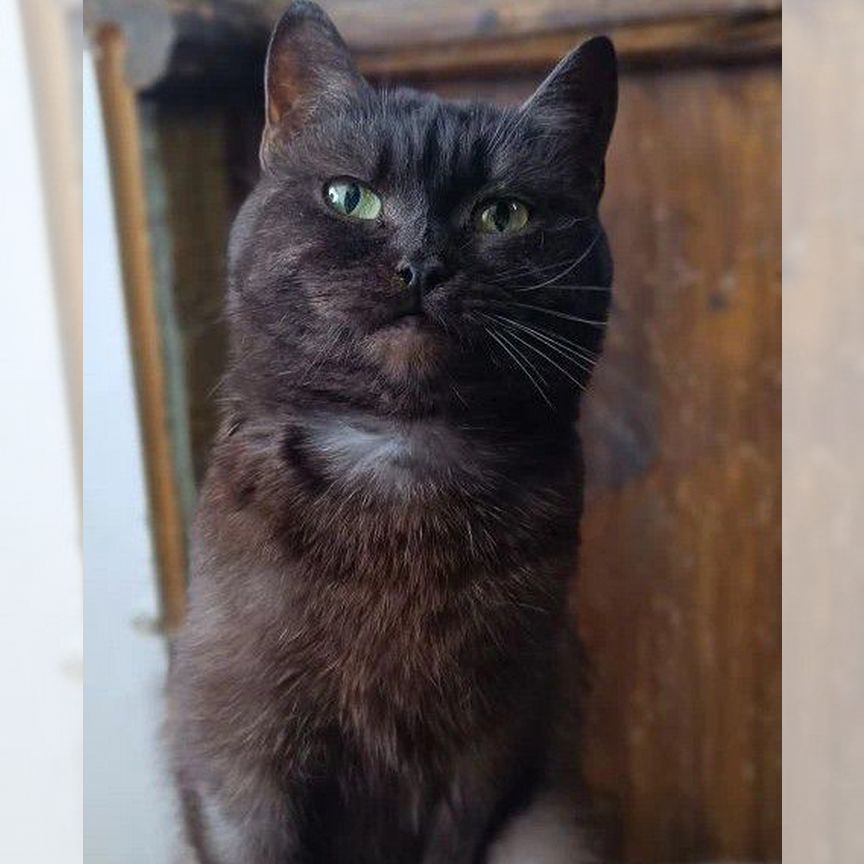 Взрослая, кошка в добрые руки