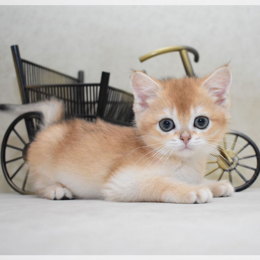 Шотландский котёнок. Мальчик
