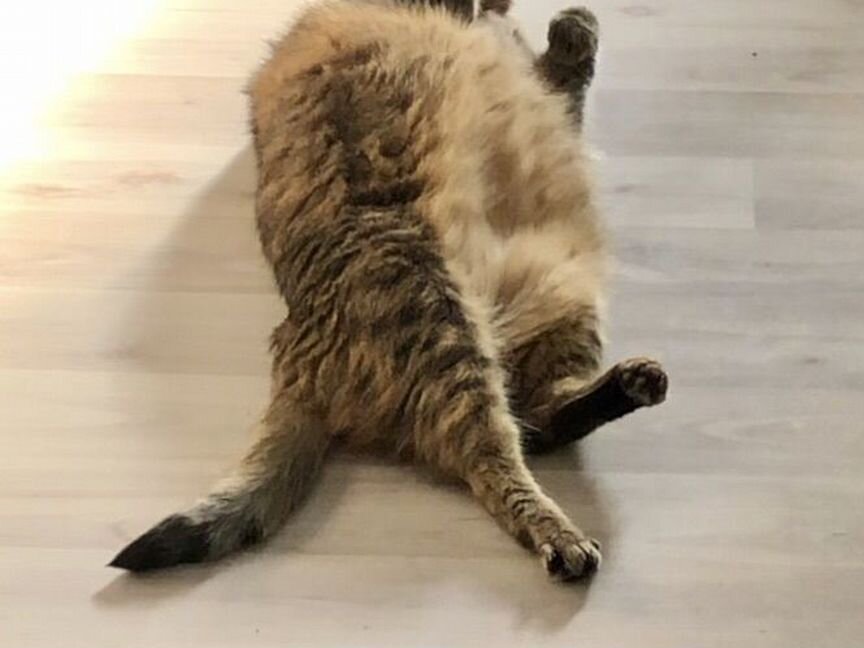 Кошка из поиюта