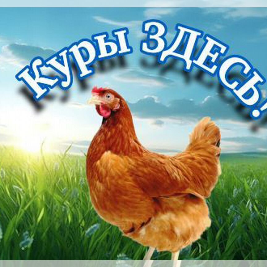 Куры Молодки