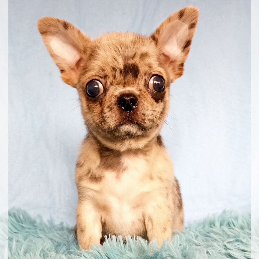 Чихуахуа, щенок