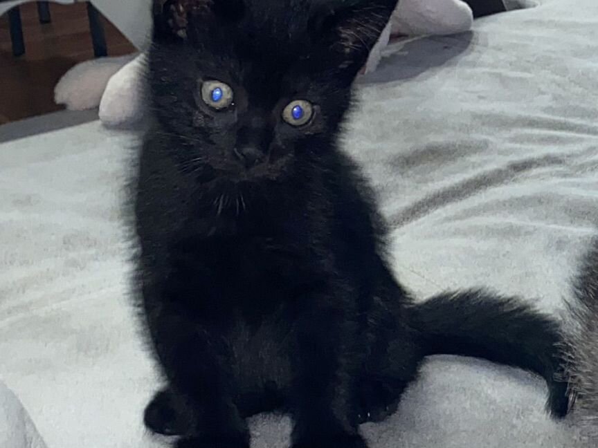 Черный котенок