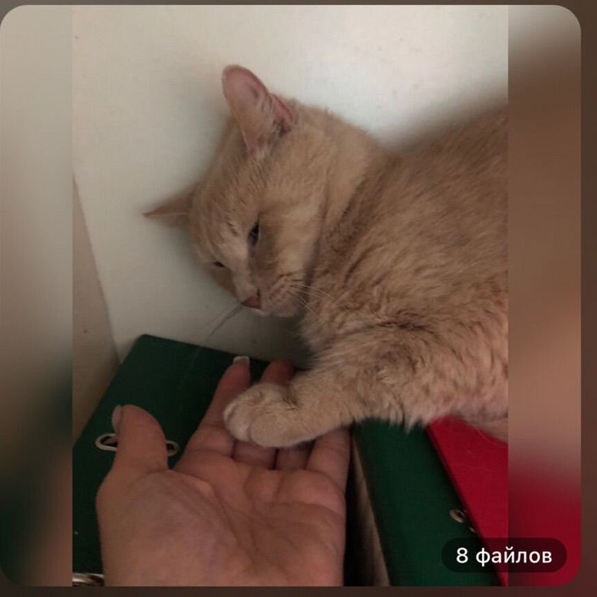 Котик