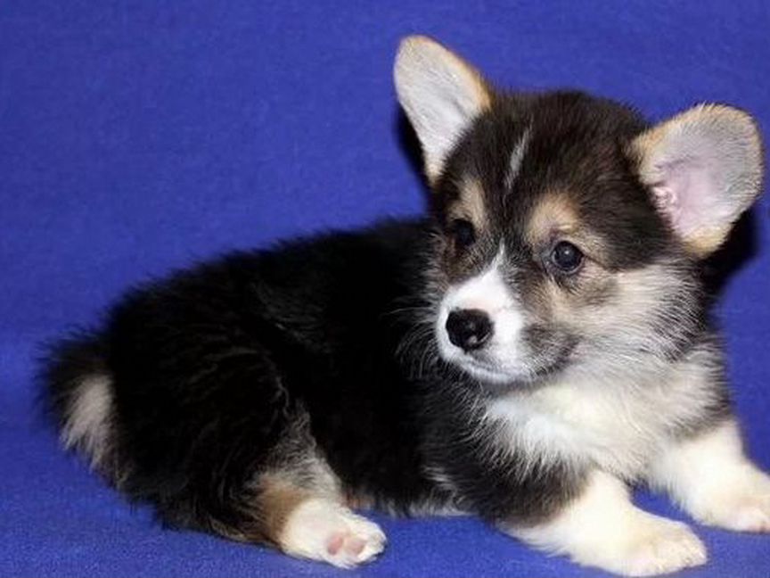 Щенки корги