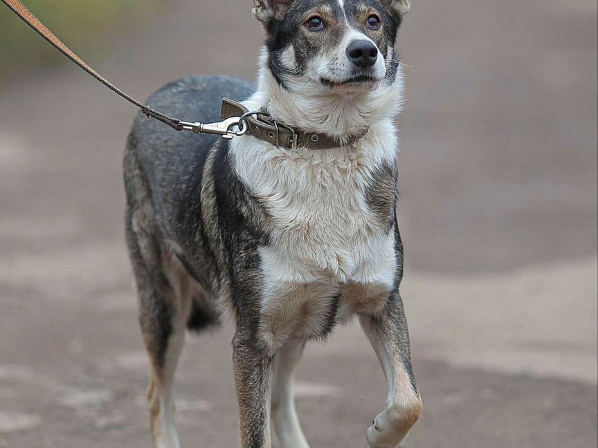 Собака в добрые руки