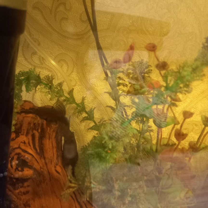 Рыба анцитрус