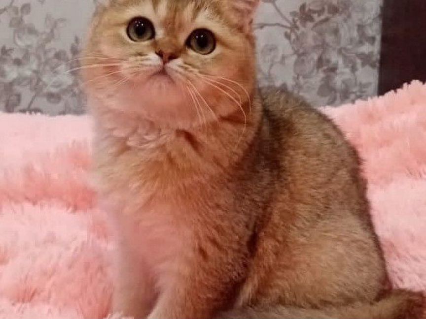 Шотландские девочки золотая шиншилла