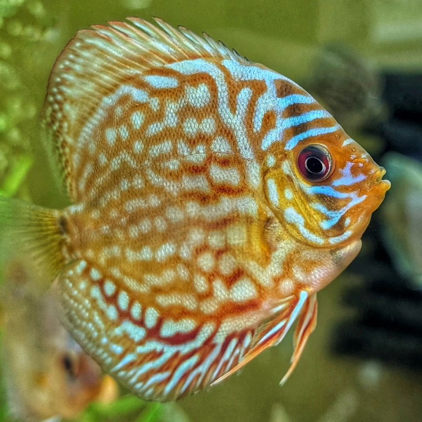 Дискус ассорти (пиджен, кобальт, туркис) 7см