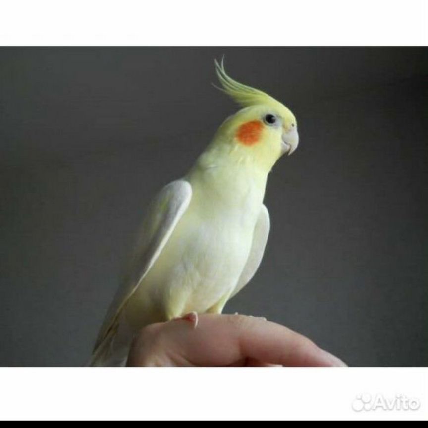 Попугай корелла