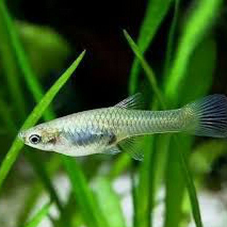 Гуппи самки