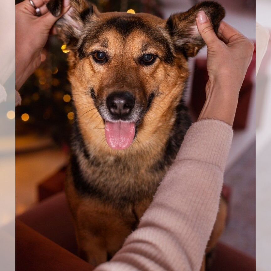 Взрослая собака в добрые руки