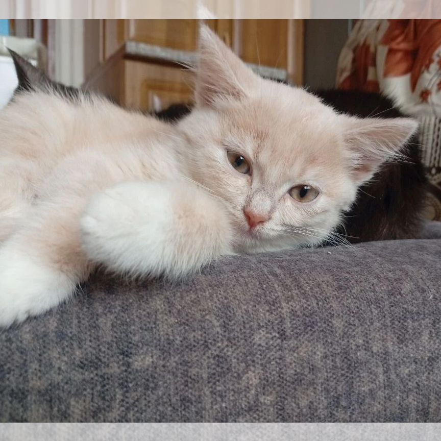 Британский короткошёрстный котёнок