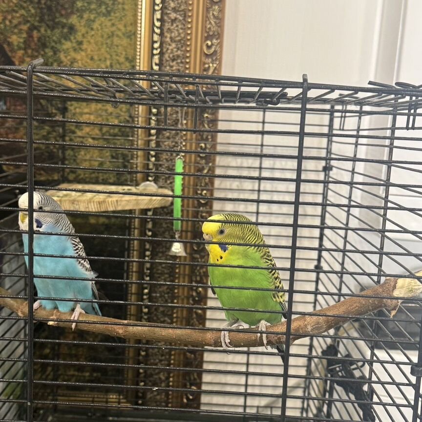 Волнистый попугаи с клеткой