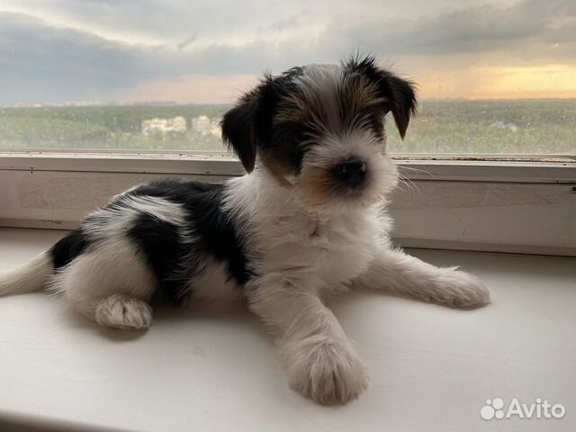 Бивер йорк малыш