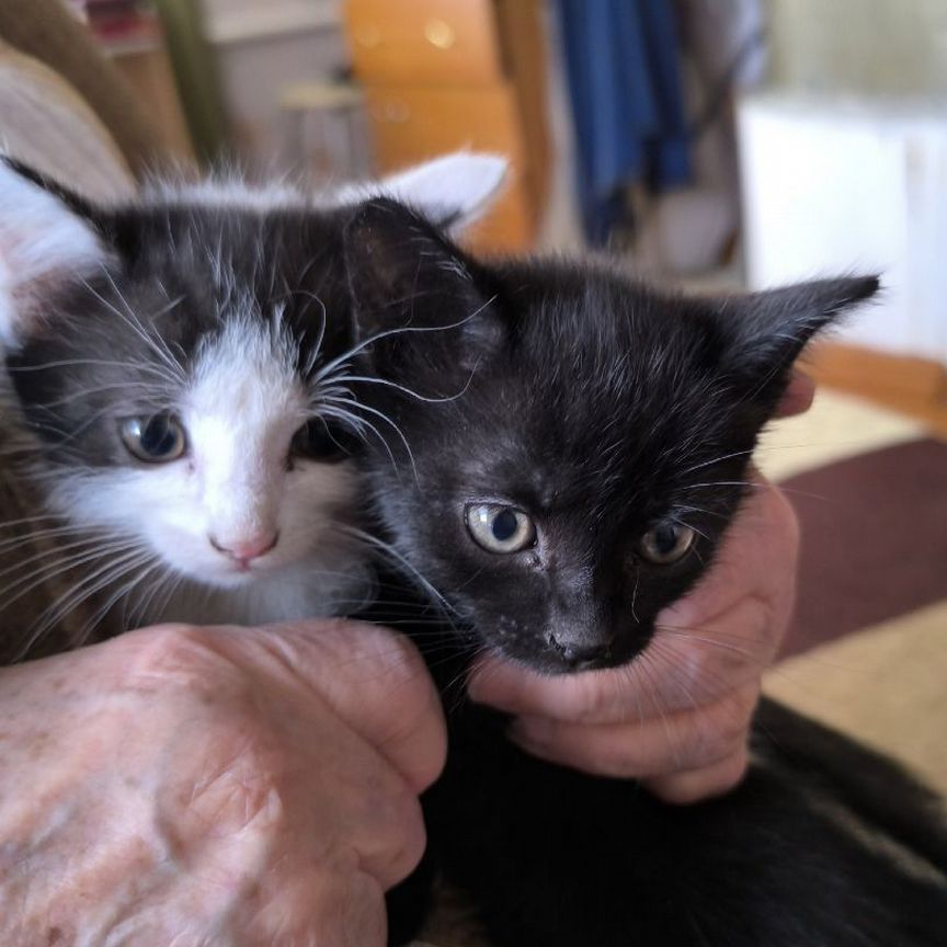 Котёнок в добрые руки