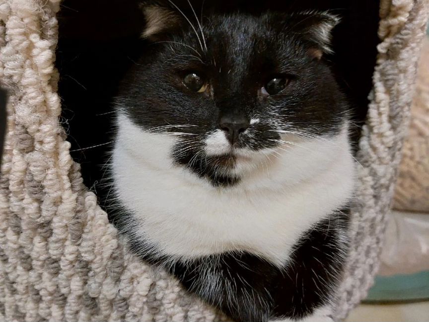 Молоденькая кошечка ищет любимых хозяев