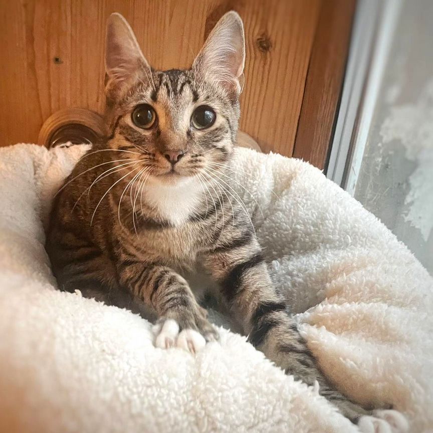 Котёнок в добрые руки