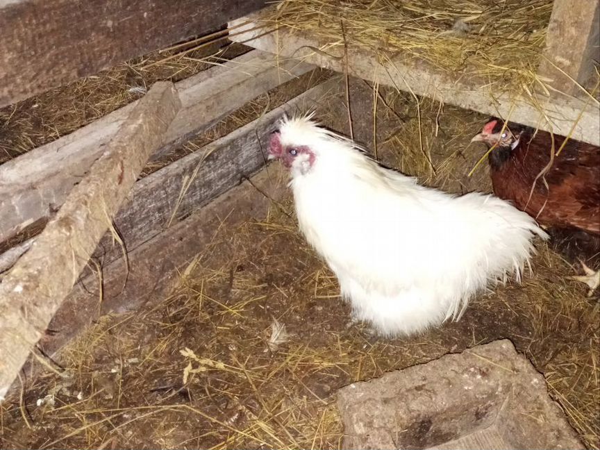 Петухи домашние