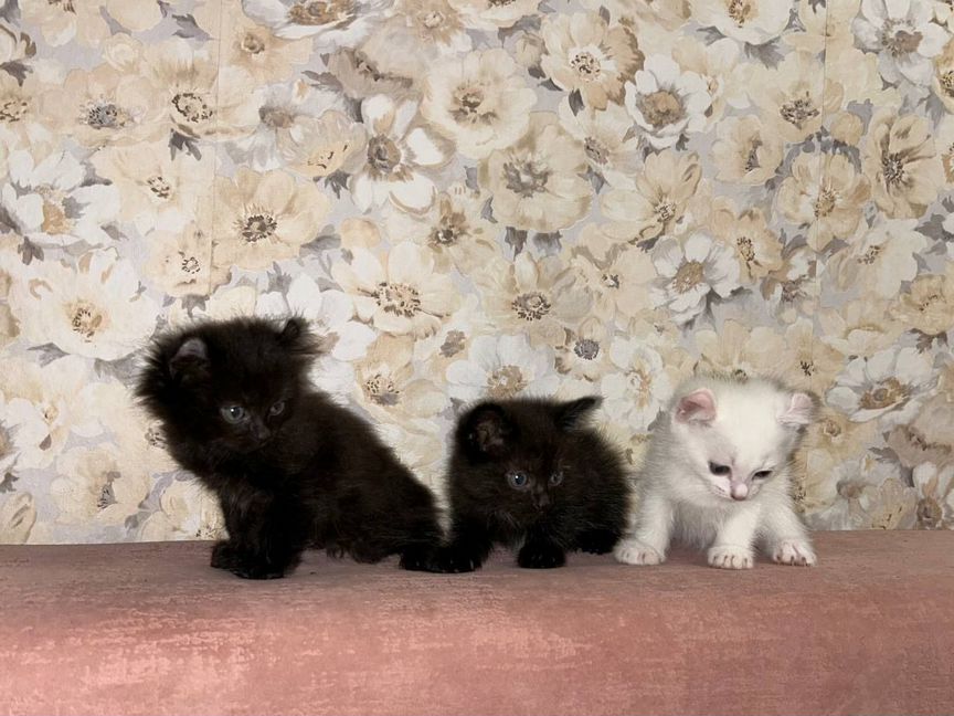 Американский керл котята смесь