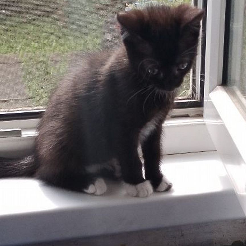 Котёнок в добрые руки