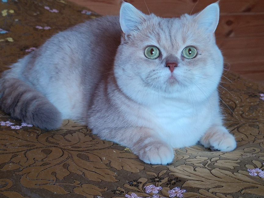 В разведение котик су11