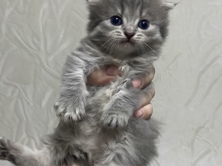 Шотландские котята