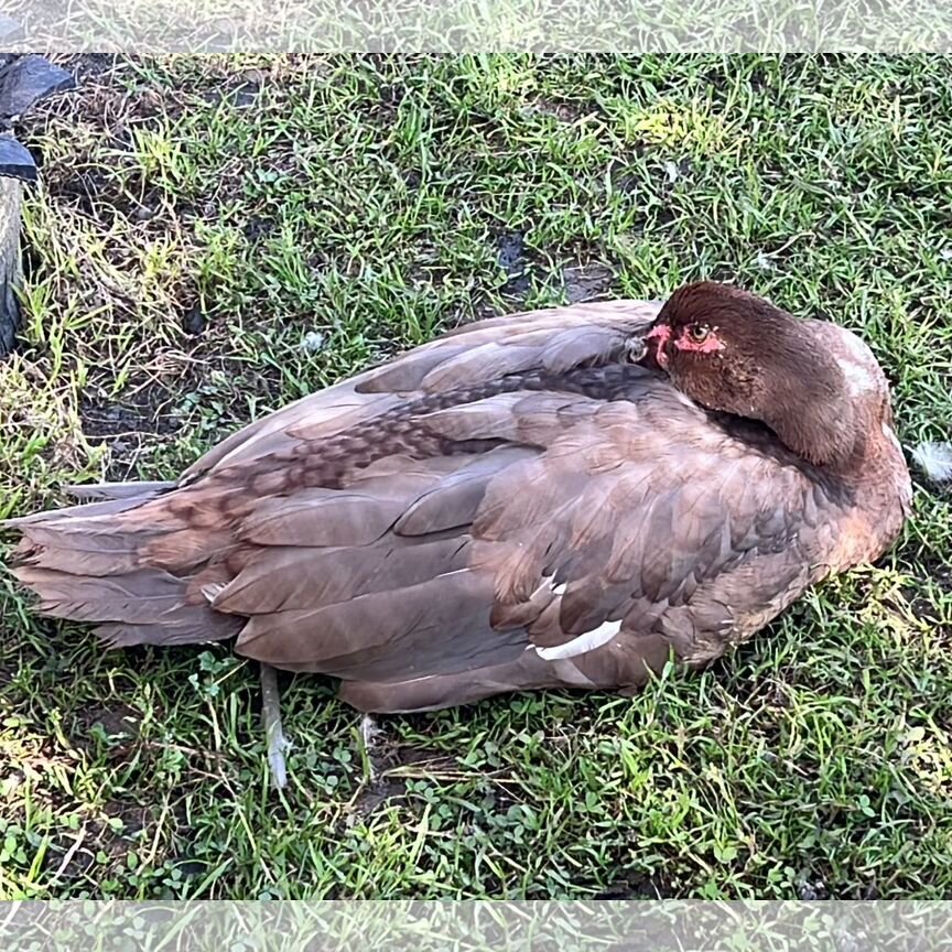 Мускусные утки