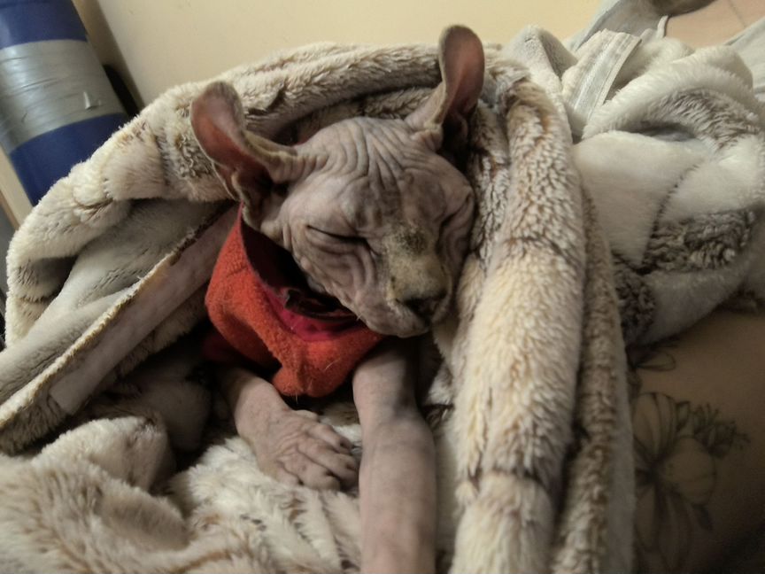 Сфинкс котенок девочка