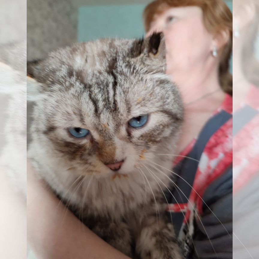 Взрослый кот в добрые руки