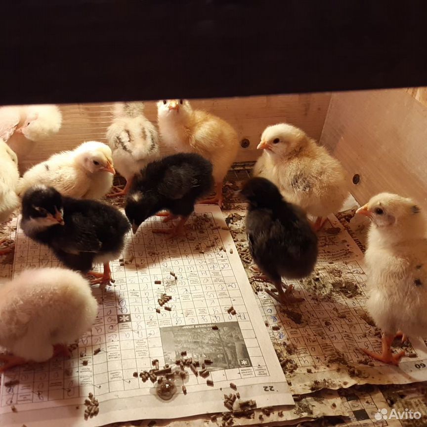 Цыплята несушки суточные домашние