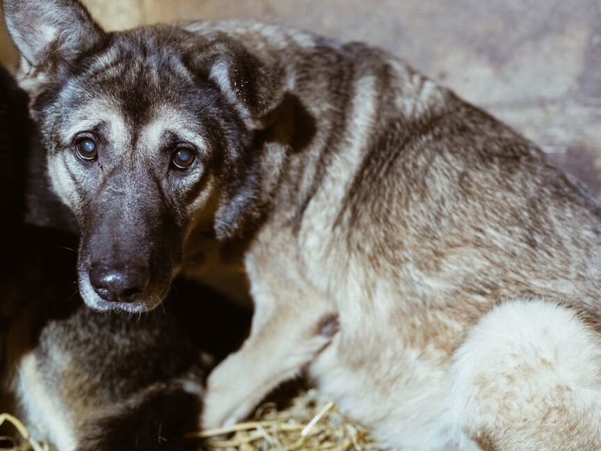 Собака в добрые руки