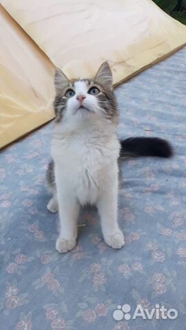 Сибирский котик 3 месяца