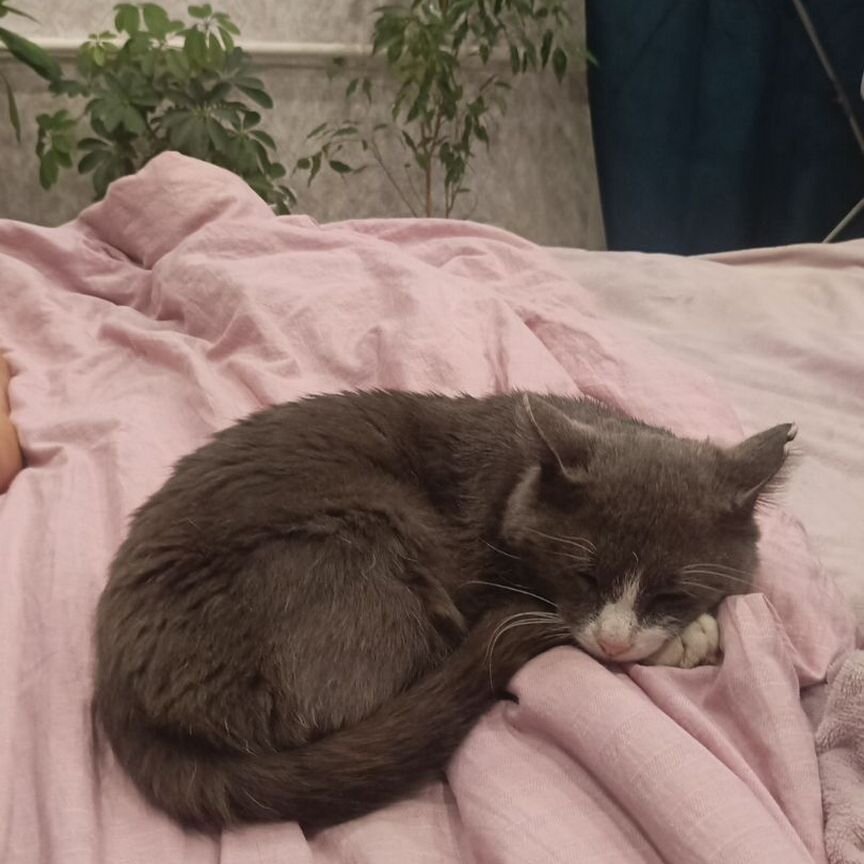 Отдам кота в добрые руки