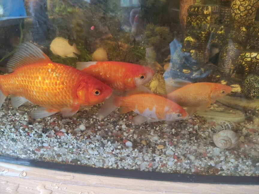 Золотая рыбка