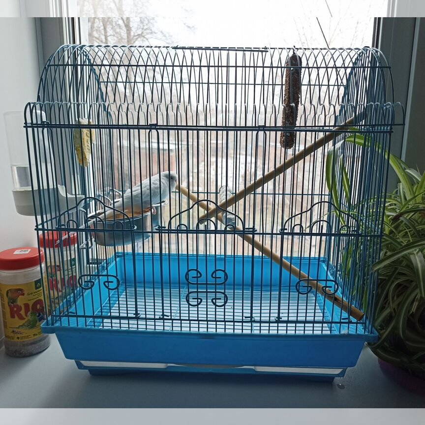 Волнистый попугай с клеткой самец