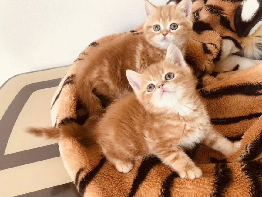 Котик