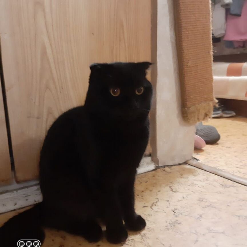 Кот веслоухий в добрые руки