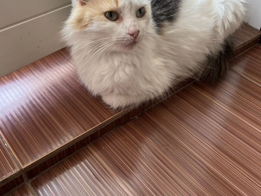 Кошка