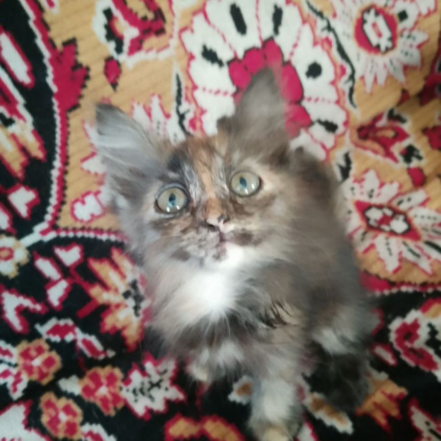 Котята бесплатно