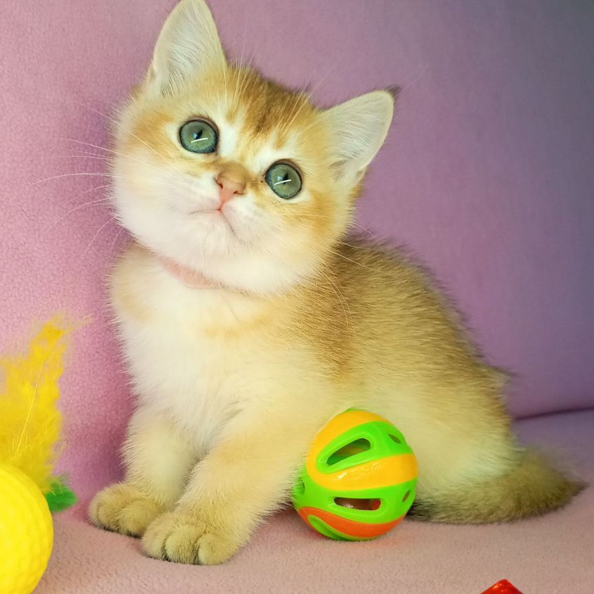 Котенок Золотая шиншилла. Девочка