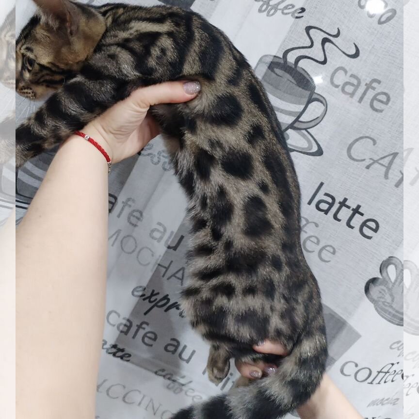 Бенгальские котята
