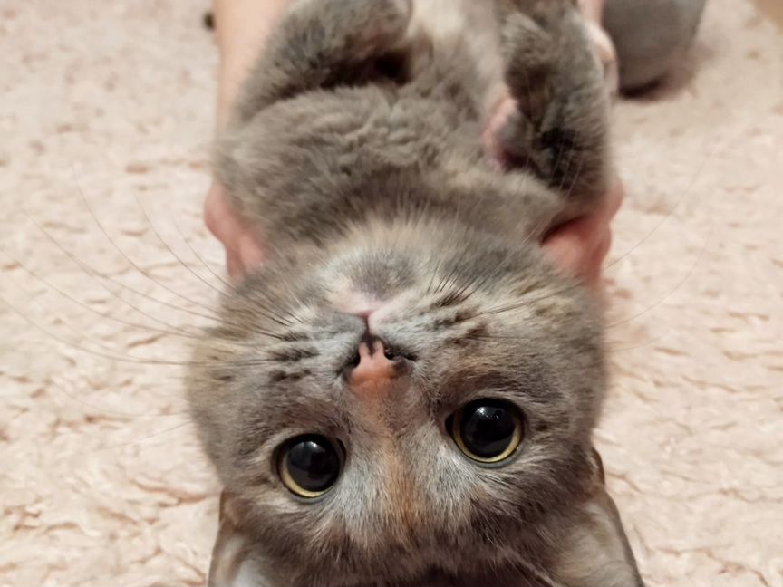 Человек для очаровательной кошки Сирены