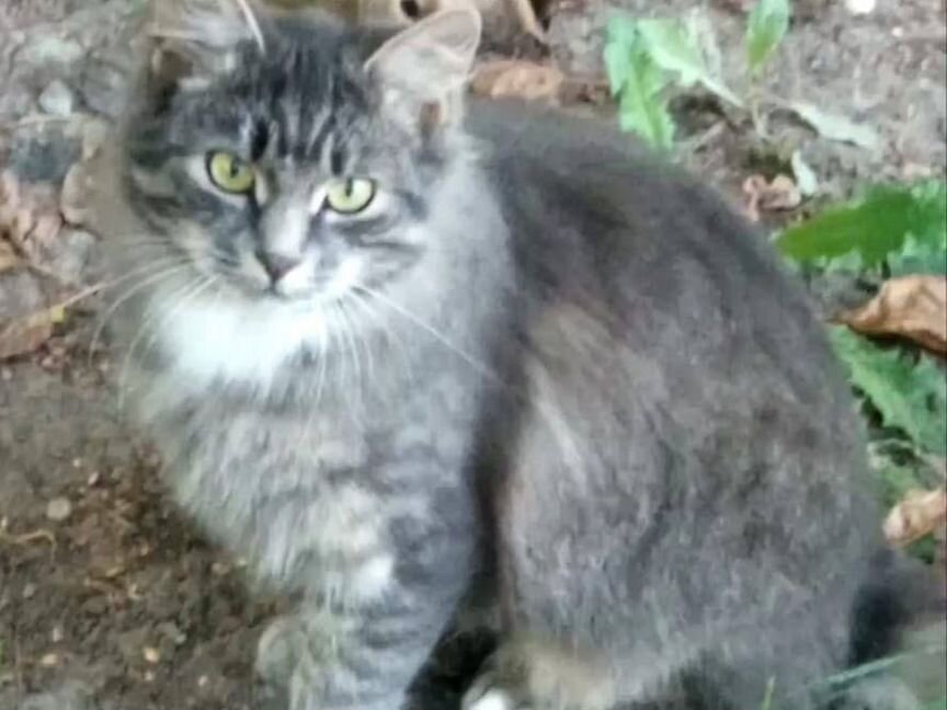 Кошечка в опасности