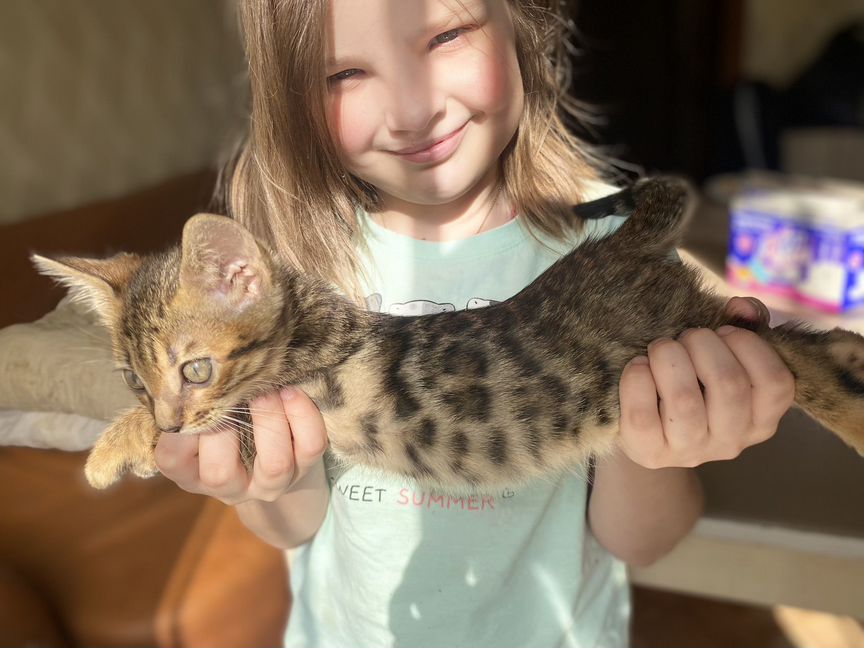 Бенгальская кошечка