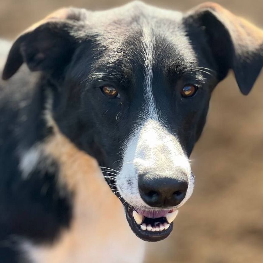 Красавец Кеп