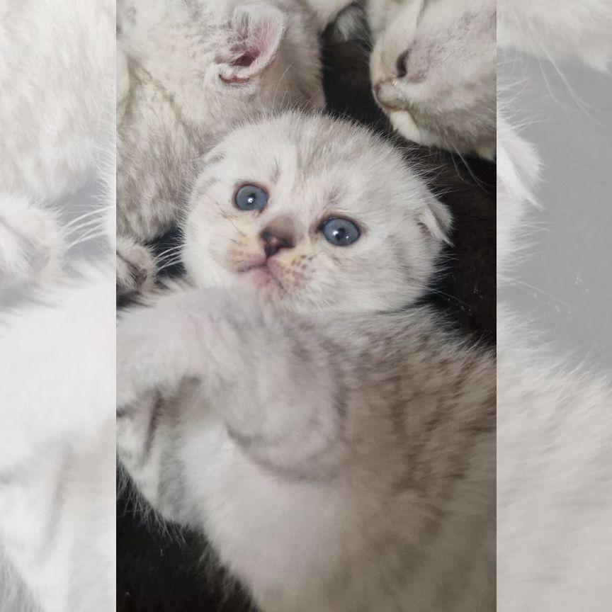 Шотландский вислоухий длинношёрстный котёнок