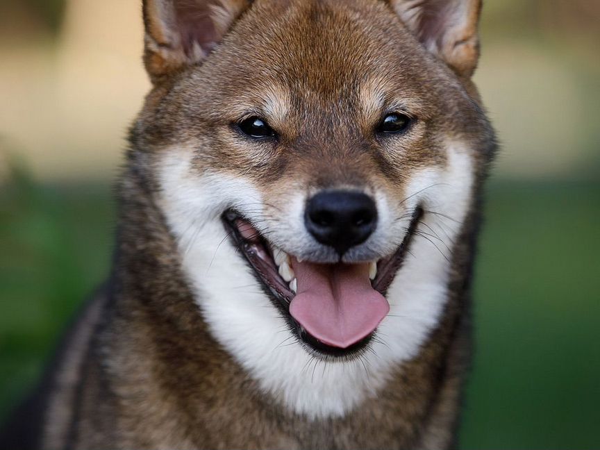 Щенок сиба мальчик окрасом сезам