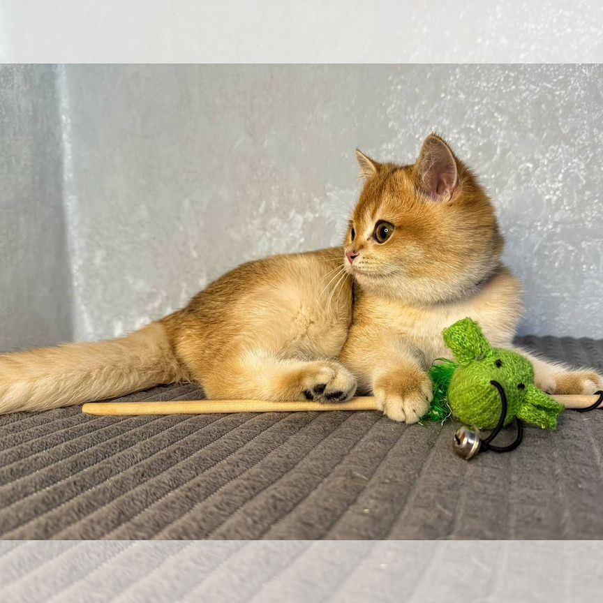 Британский короткошёрстный котёнок