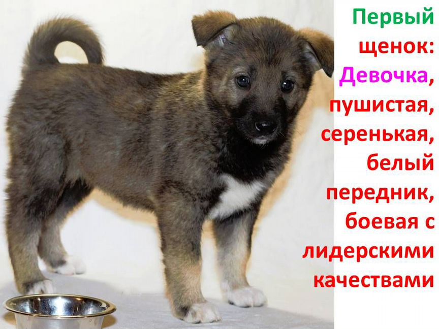 Щенки бесплатно в добрые руки