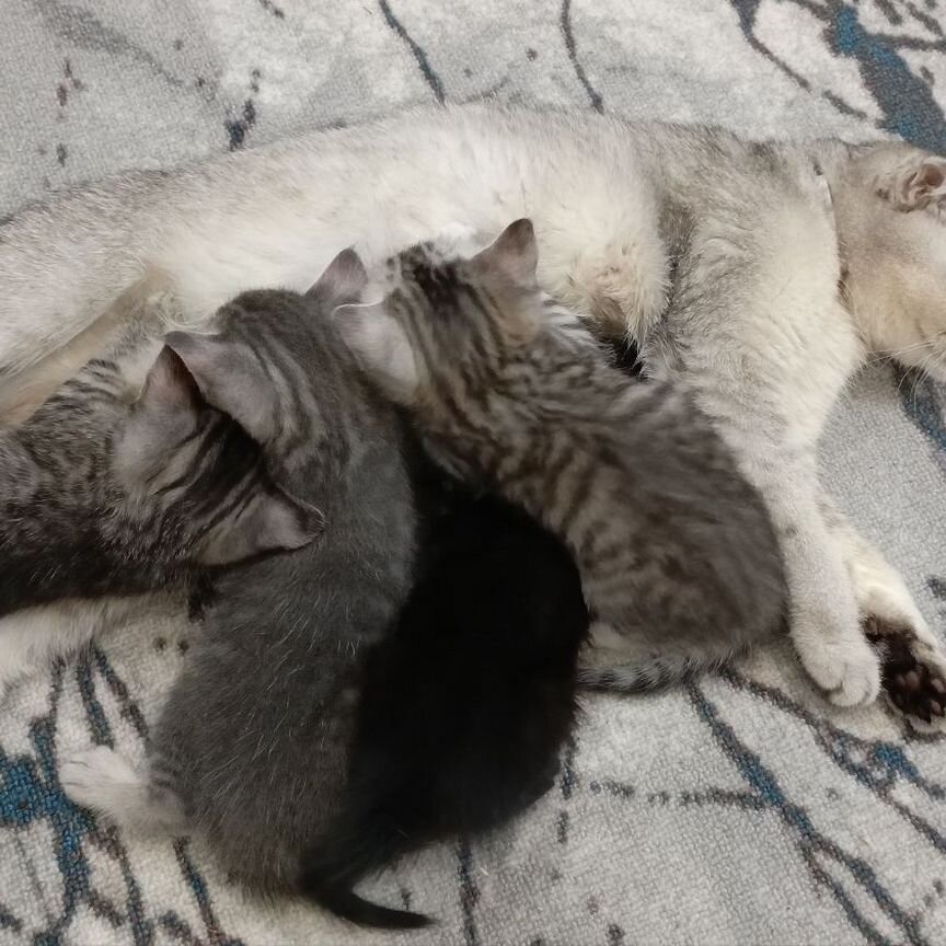 Шотландские вислоухие котята